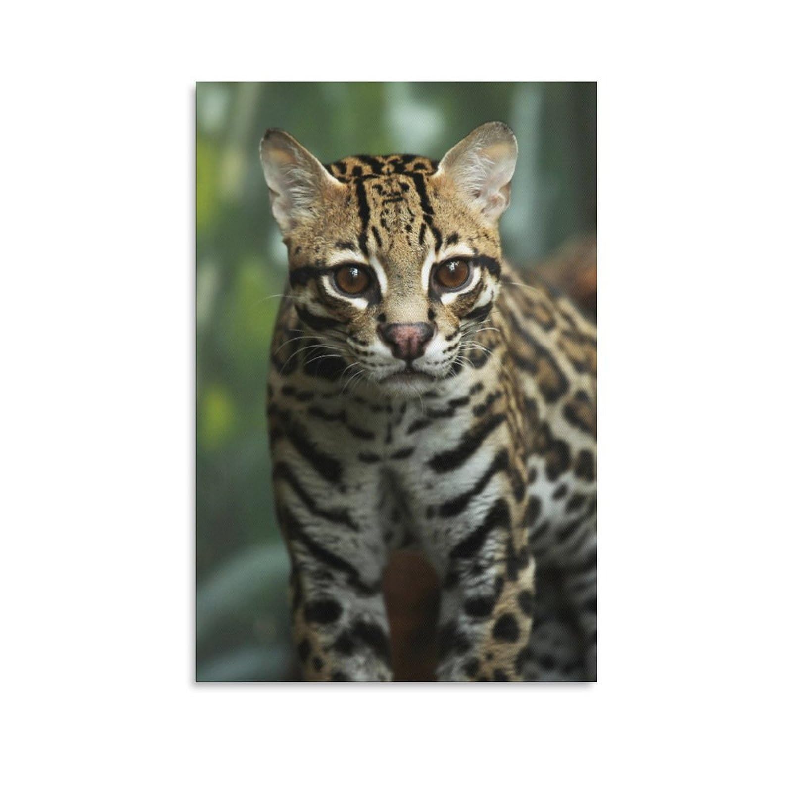 Ocelot Pet