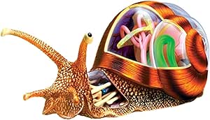 Amazon.com: 4d Vision Snails Anatomy Model, 32 Bodies and Detachable ...