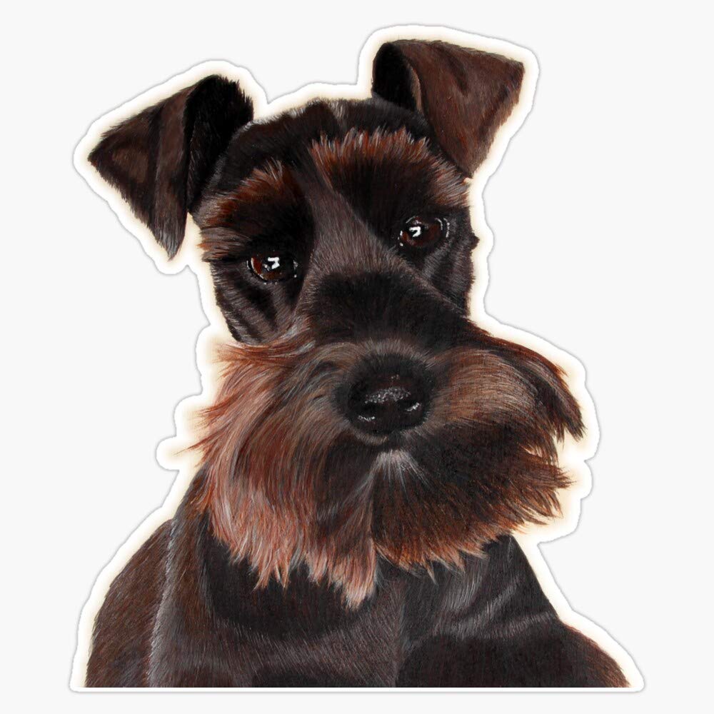 Amazon.com: Schnauzer - Mini Schnauzer Vinyl Waterproof Sticker Decal ...