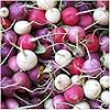Amazon.com : Seed Needs, Multicolor Radish Seed Packet Collection (6 ...