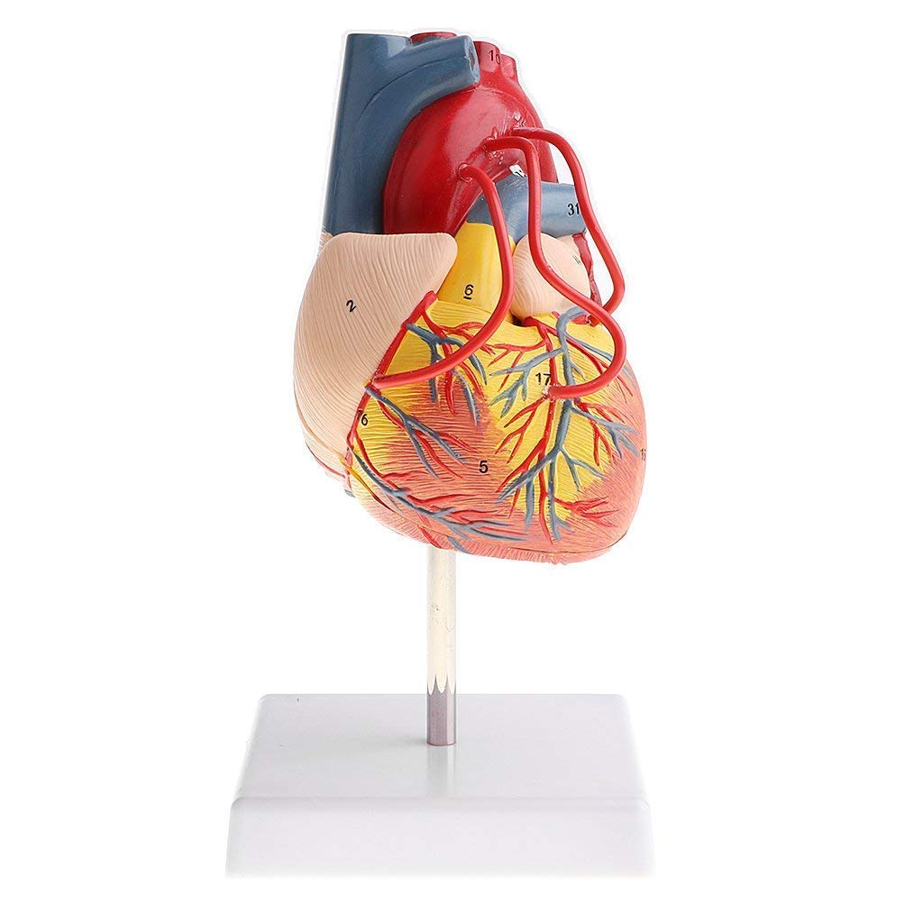 Buy Educational Model Learning Resources Detachable simulation 1: 1 ...