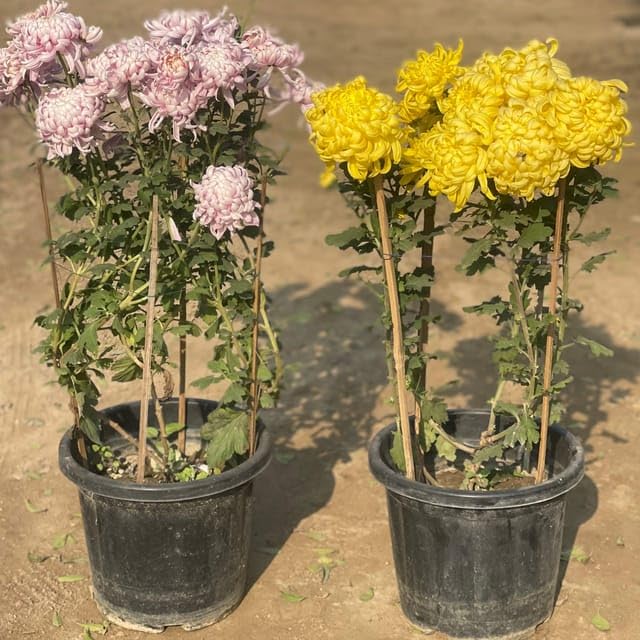 Set of 2 - Chrysanthemum/Guldawari/Guldaudi (any colour) in 8 Inch ...