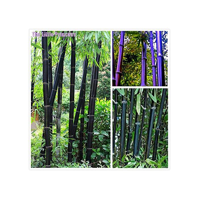 Buy YOUPANGPANG 50pcs Bamboo Bonsai Rare Giant Black moso Bamboo Bambu ...