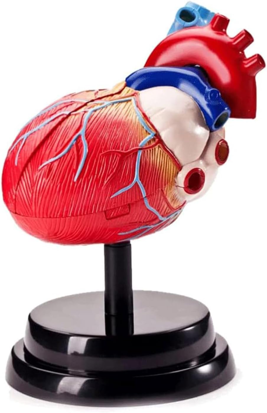 Amazon.com: Anatomy Model Human Respiratory System Model Human Organ ...