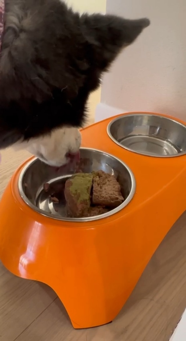 Watch Watch our DOG Review Pet Lab Co Pro Bright Dental Powder on ...