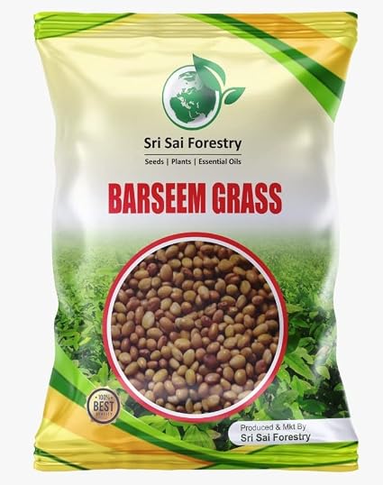 SRI SAI FORESTRY Berseem Grass Seeds - King of Fodder Grass Seed 100 ...