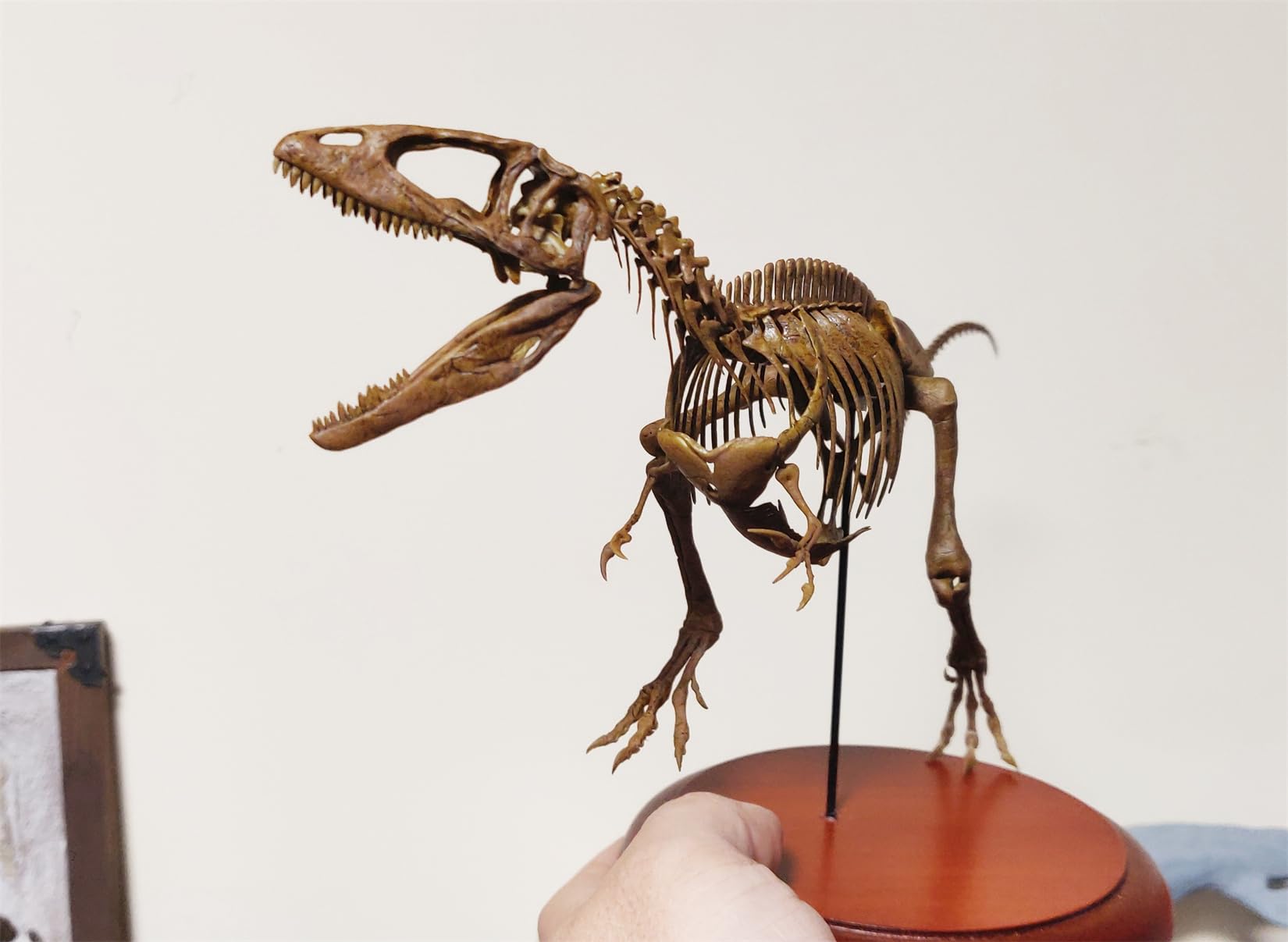 Mapusaurus Skeleton Mapusaurus\' And T. Rex Are Neck And Neck For