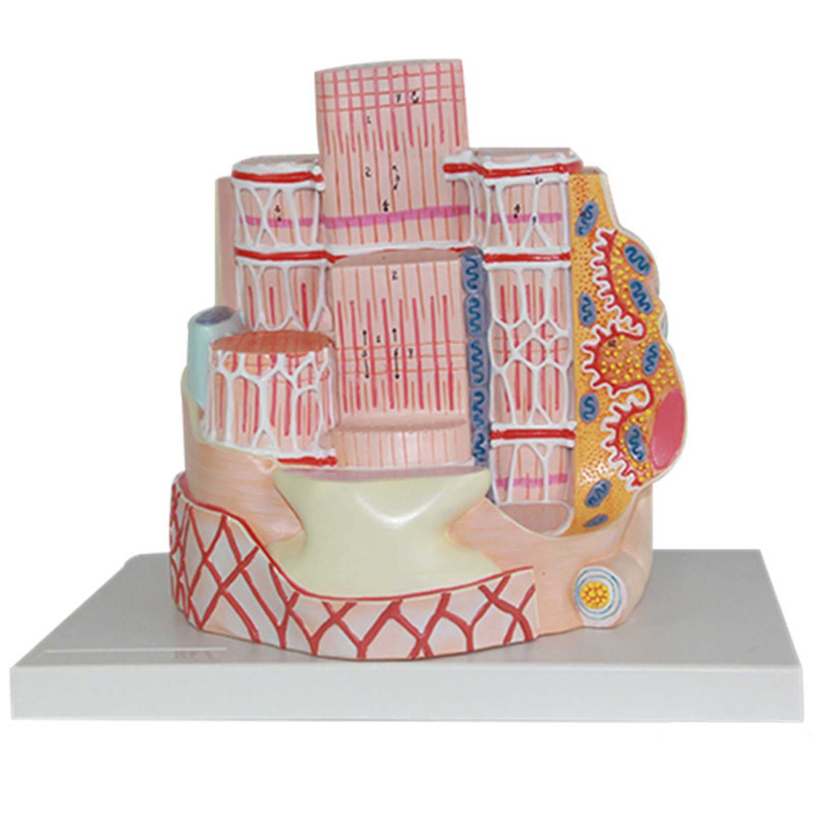 Buy Gitdot Anatomy Model for Skeletal Muscle Fiber Microanatomic ...