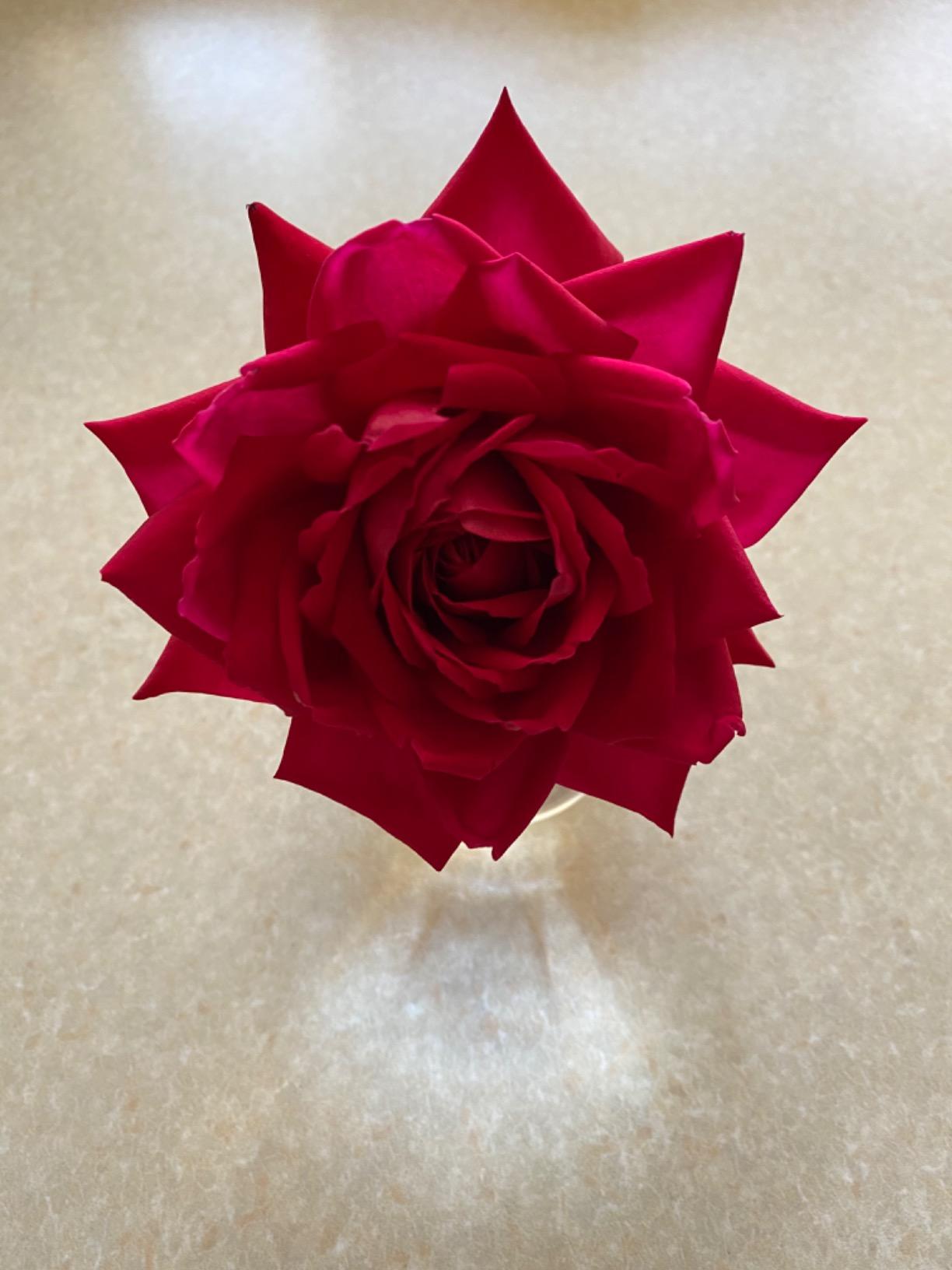 "Ruby 40th Anniversary" Special Occasion Rose in a 3.5 Litre Pot ...