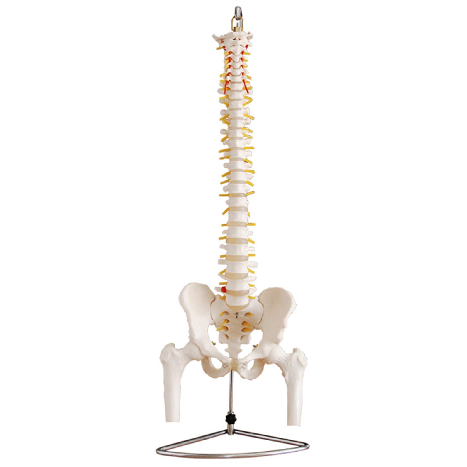 Buy Pelvic Model Medicine Spine Model Vertebral Column Model Details ...