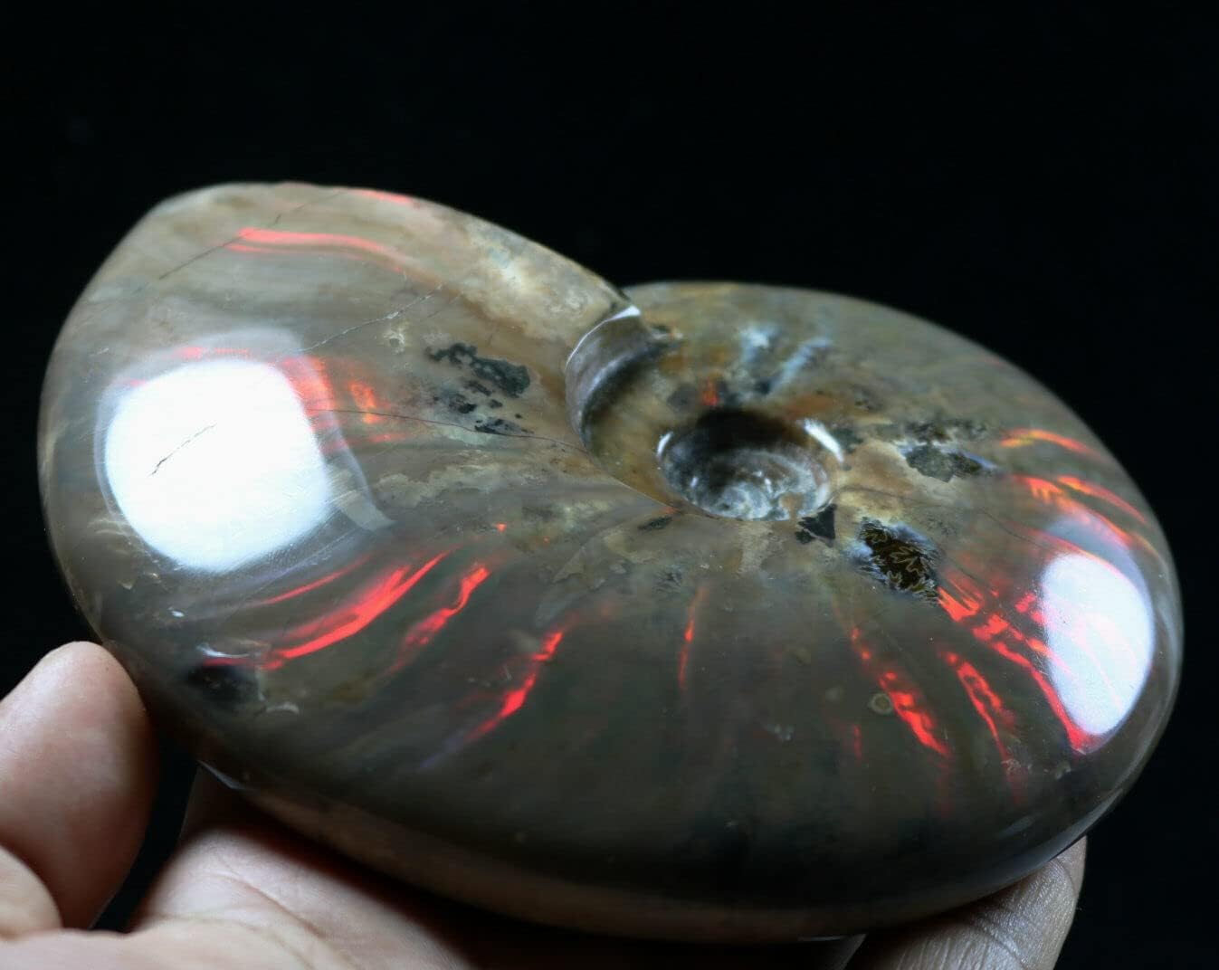 Amazon.com: 505g Natural Red Rainbow Ammonite Fossil Crystal Specimen ...