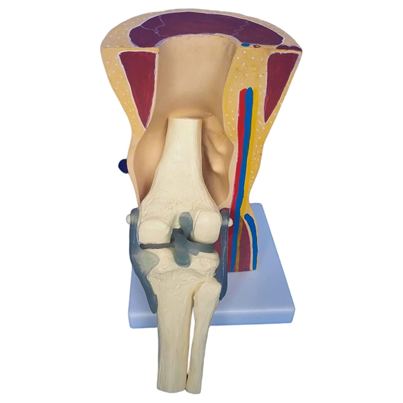 Buy Knee Joint Ligaments Skeletal Muscle Anatomy Model, Human ...
