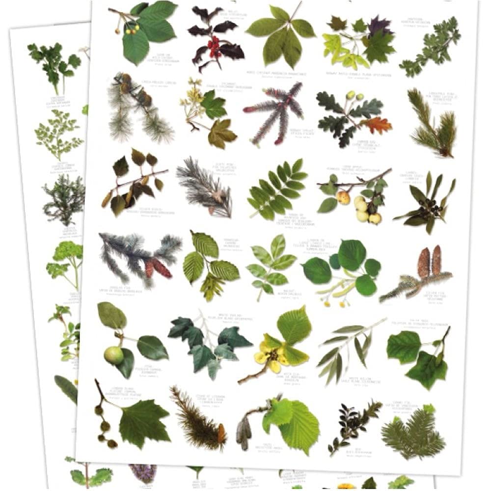 Buy BRITISH TREE LEAF Nature Identification - 35 Images of Tree Leaves ...