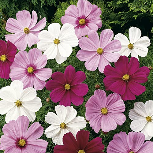 Zabbus Seeds Cosmos Mixed Colour Flower Seeds Hybrid F1 Seeds All ...