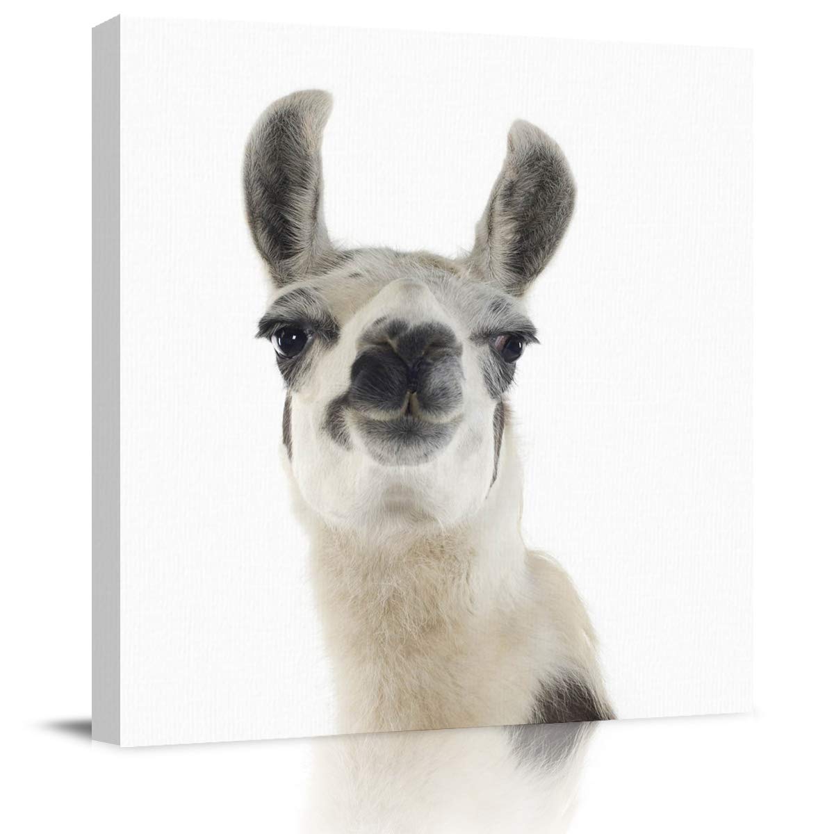 Helios Alpaca 24 X 24