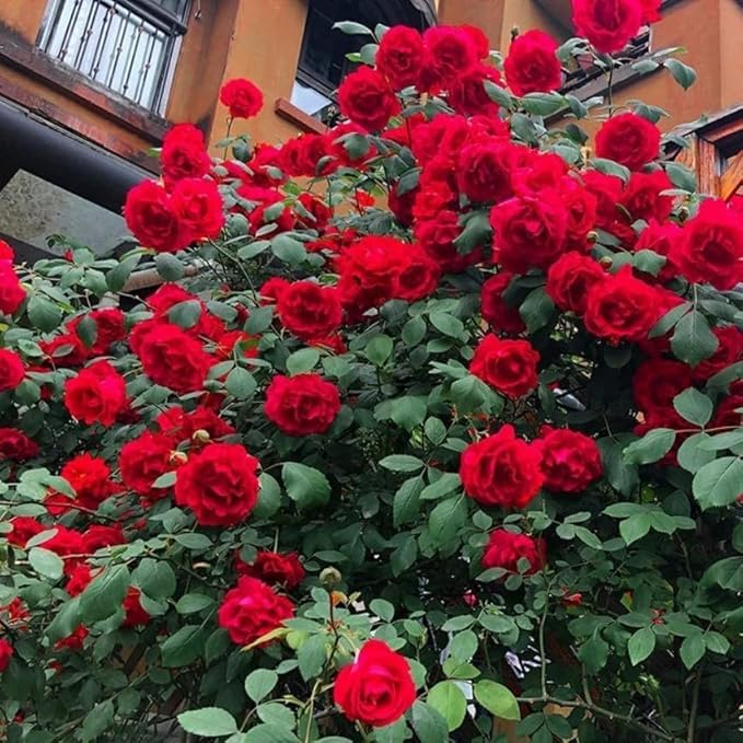 Live Hybrid Red Rose Plant, Fragrant Gulab Plant for Home and Garden ...