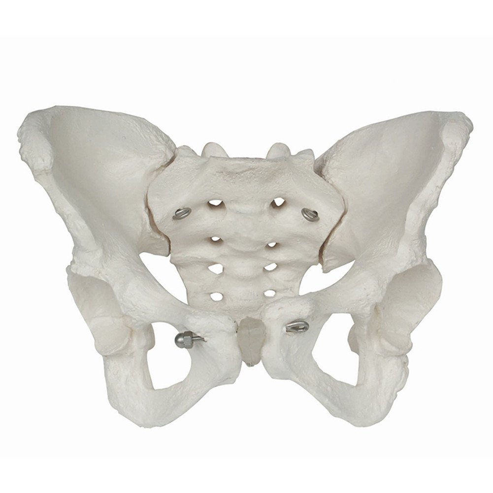 Buy Lolicute Life Size Human Female Pelvis Pelvic Anatomical Anatomy ...