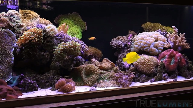 Watch TrueLumen Pro LED on Amazon Live
