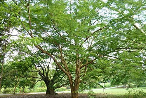 Kapebonavista® Aonla Amla Ambala Amalaki Dhatriphala emblic Myrobalan ...