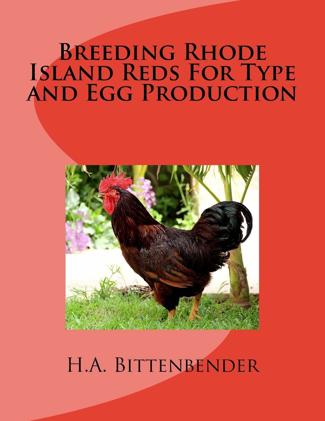 Production Red Chickens Rhode Island Red Or Production Red? | BackYard
