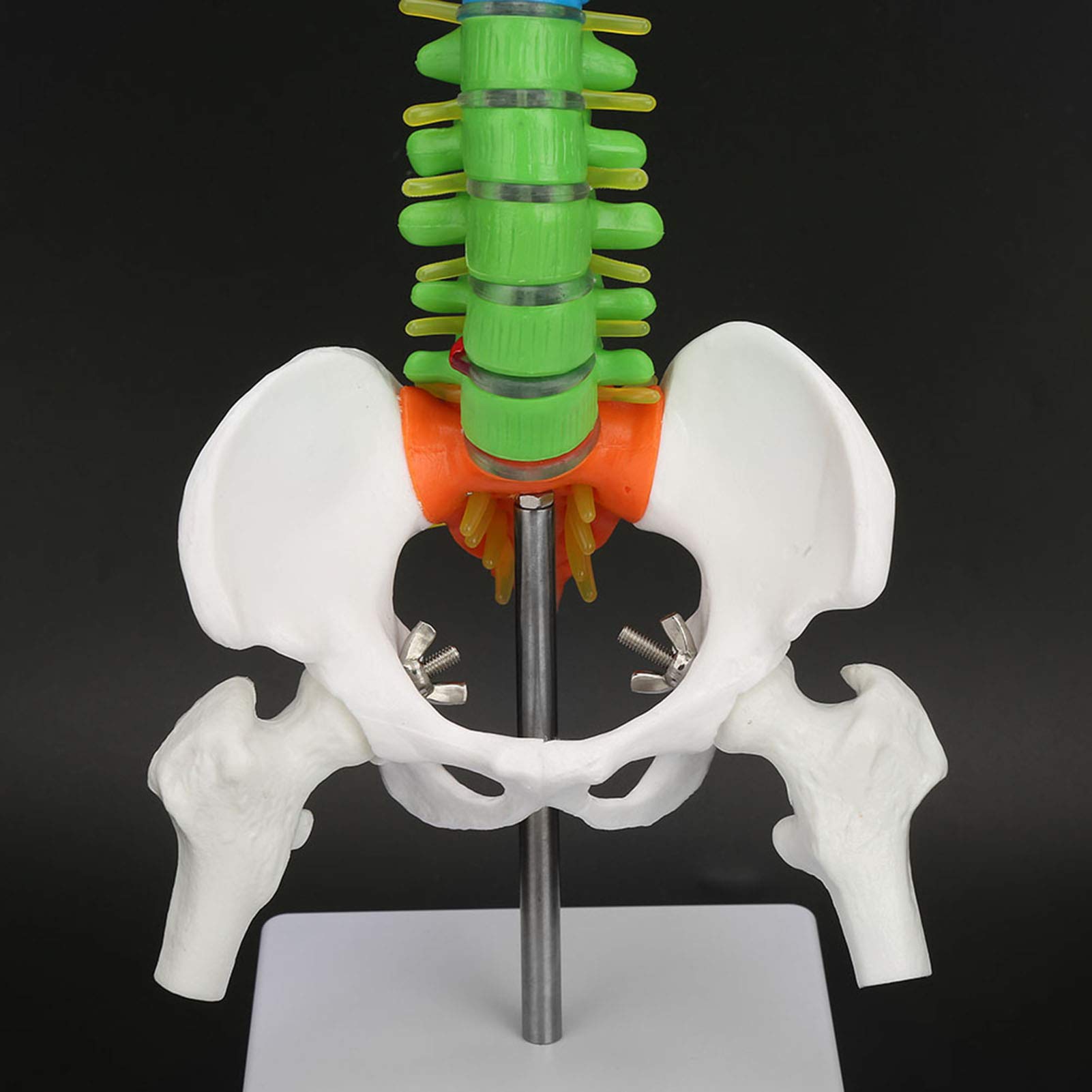 Buy Human Spine Model Colored Flexible Scientific Anatomical Human ...