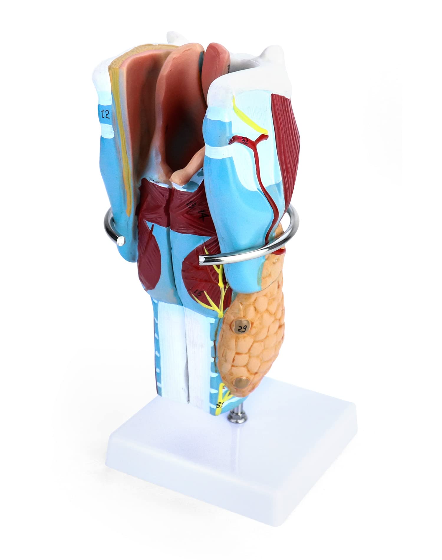 Qwork Human Throat Model 2x Life Size Enlarged Anatomically Accurate ...