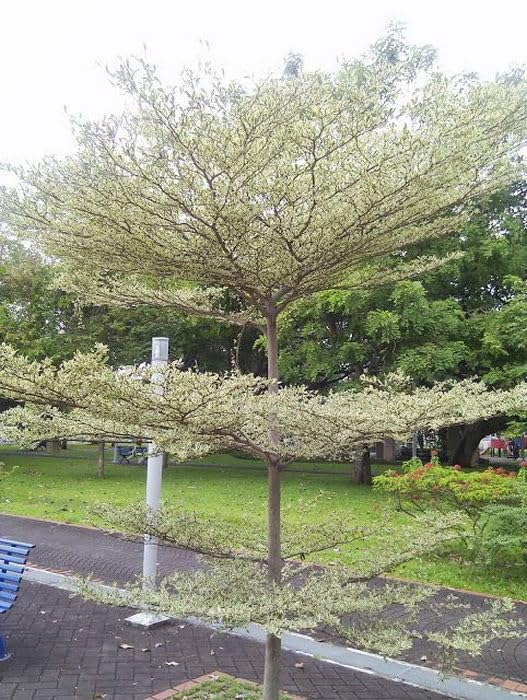 Creative Farmer Terminalia Mantaly Variegata Good Ornamental Tree ...