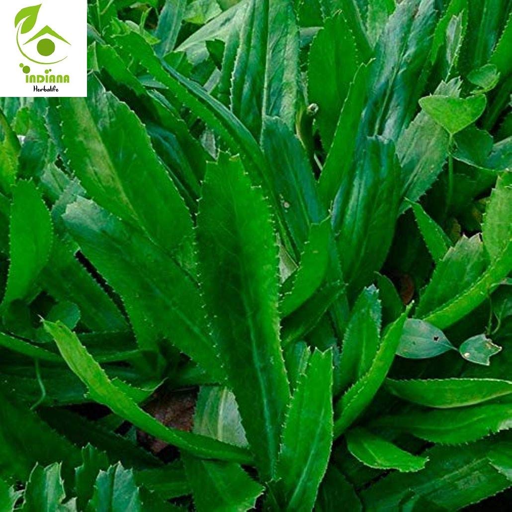 Buy Indiana alife Long Coriander Wild coriander Fitweed Culantro ...