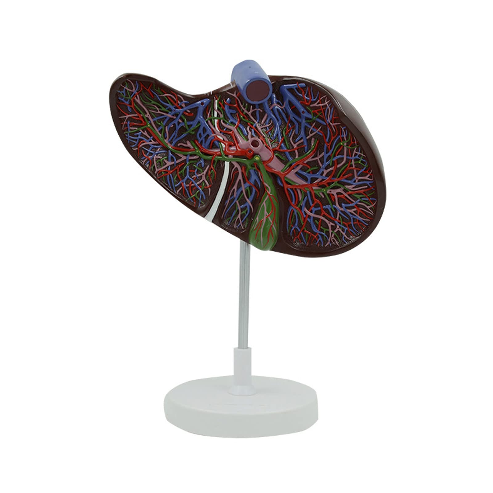 Buy 1.5X Life Sized Human Liver Gallbladder Vessel Anatomical Model ...