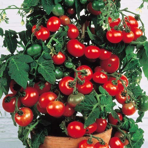 DIOART®AQW-India Dwarf Tiny Tim Cherry Tomato Heirloom-50 SEEDS-CTR-288 ...