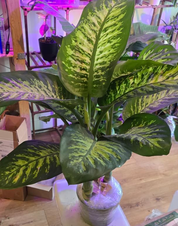 Amazon.com : Dieffenbachia Dumb Cane Plant, 3.5 Feet Tall, Air ...