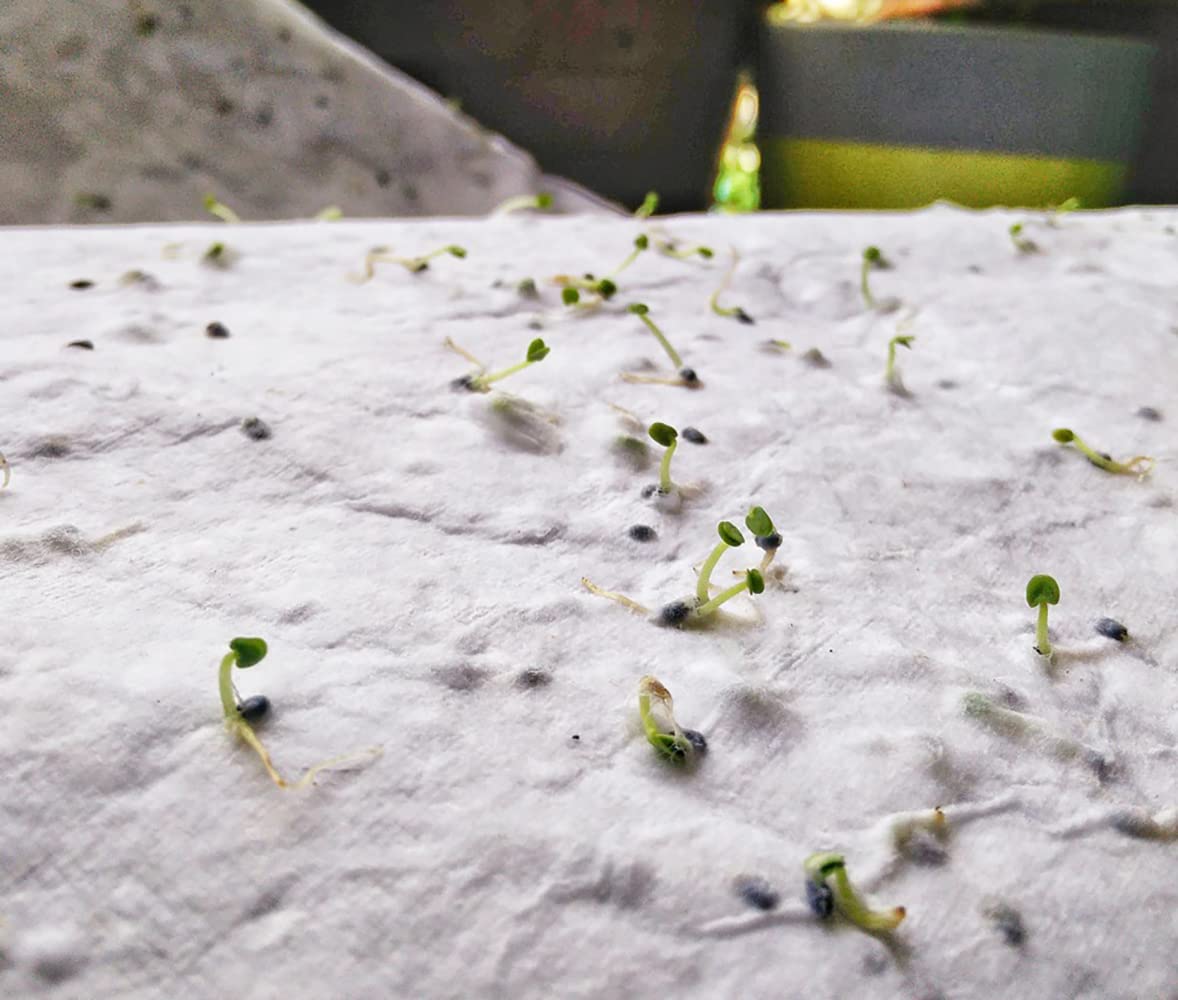 Buy Marigold Seed Paper, Seed Paper, Seed Embedded Paper, plantable ...