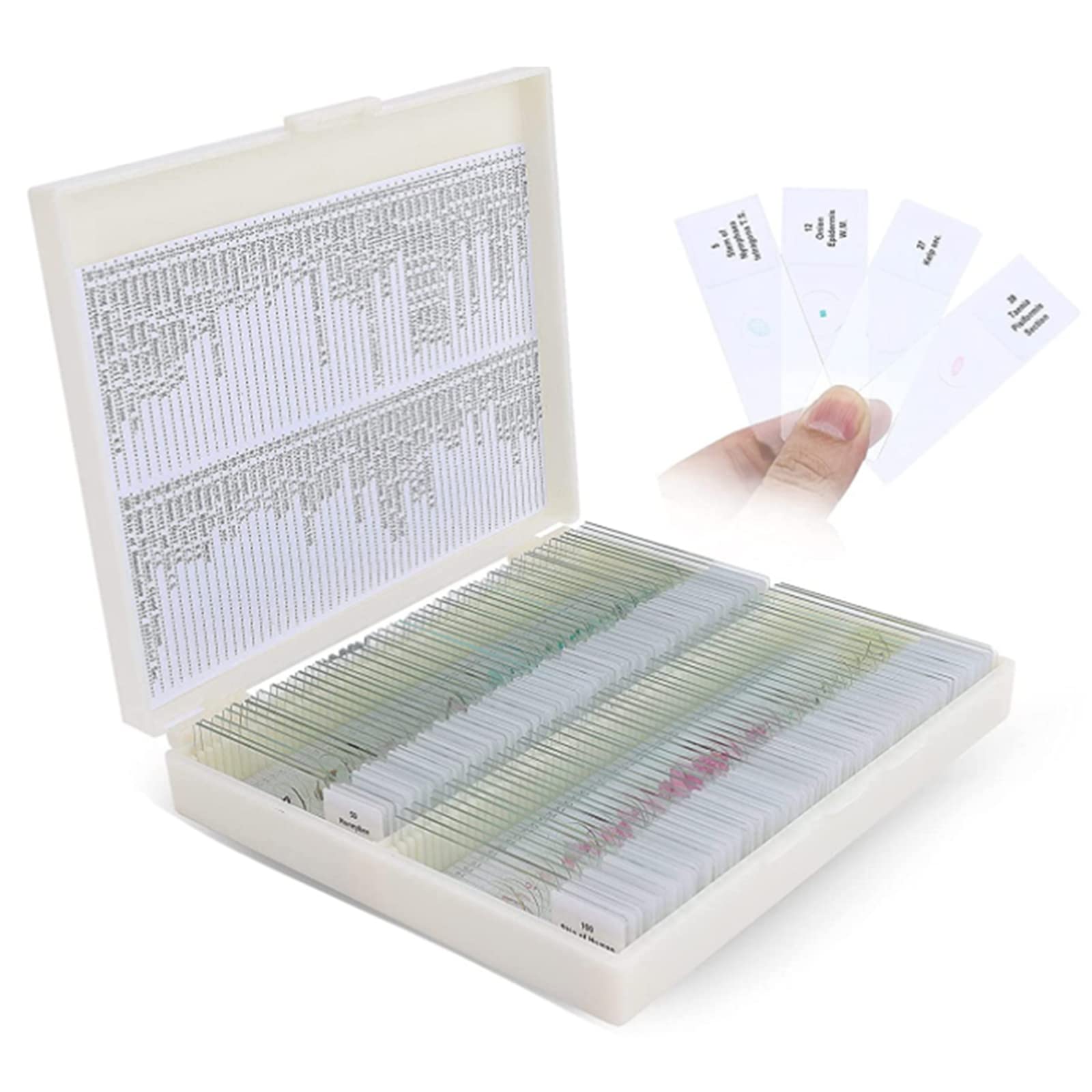 Buy WSXKA 100 Embryo Specimen Slides, Micro Specimen Slides Set, Normal ...