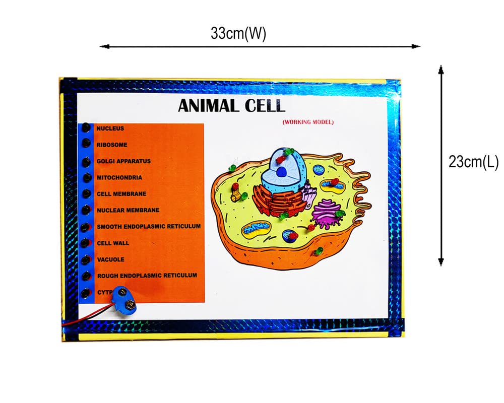 Animal Cell Project Reed's 7th Grade Advanced Science Animal Cell