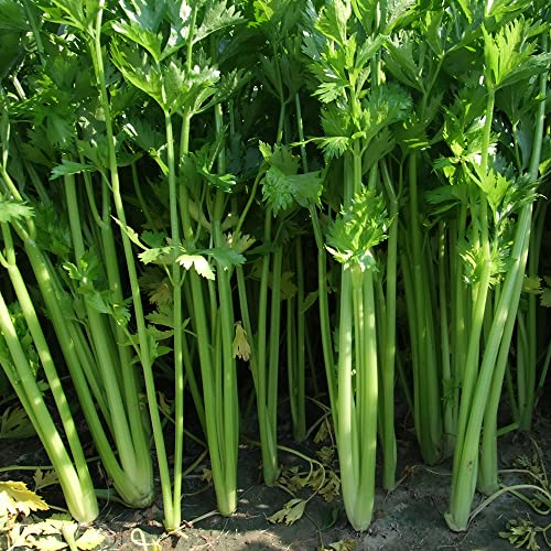 Semillas De Apio Hipercor | Me pica la curiosidad