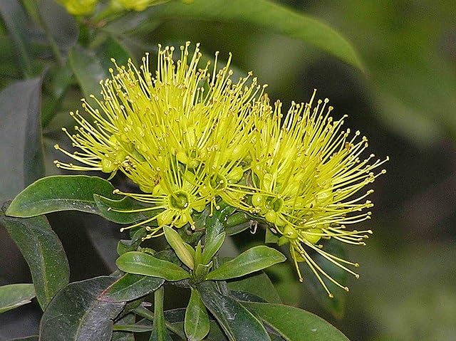 ONLINE PLANT BAZAR First Love Yellow Flower Live Plant (Xanthostemon ...