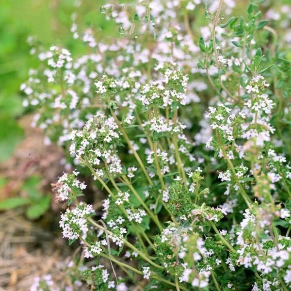 Buy4seeds Orange Scented Thyme - Dwarf - 60 Seeds - Thymus ...