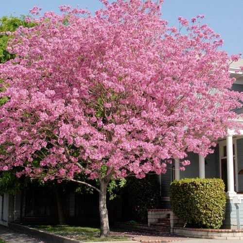 Mphmi Live Plant Nursery NCR Nurseryplant Tabebuia avellanedae, Pink ...