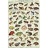 Amazon.com: Picture Peddler Frogs & Toads of the World Laminated ...