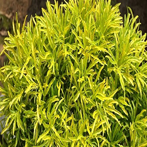NurseryNature Aralia Golden (Small Leaf) Plant : Amazon.in: Garden ...