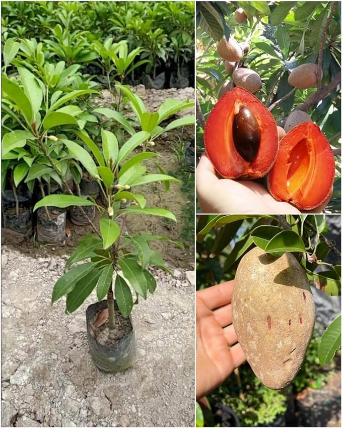 Thai Red Sapota/Chiku Plant - Grafted(1 Plant In poly bag) : Amazon.in ...