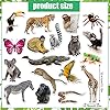 Amazon.com: Fuutreo 36 Pcs Jungle Animals Cutouts Jungle Bulletin Board ...