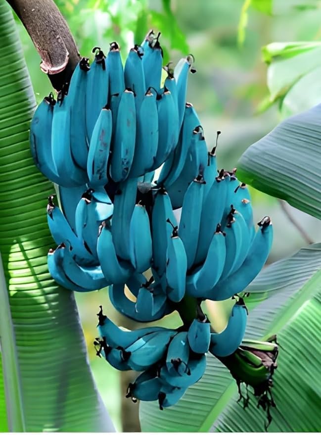 INGLIS PLANTOPIA Live Plant Blue Java Banana/Ice Cream Banana plant for ...