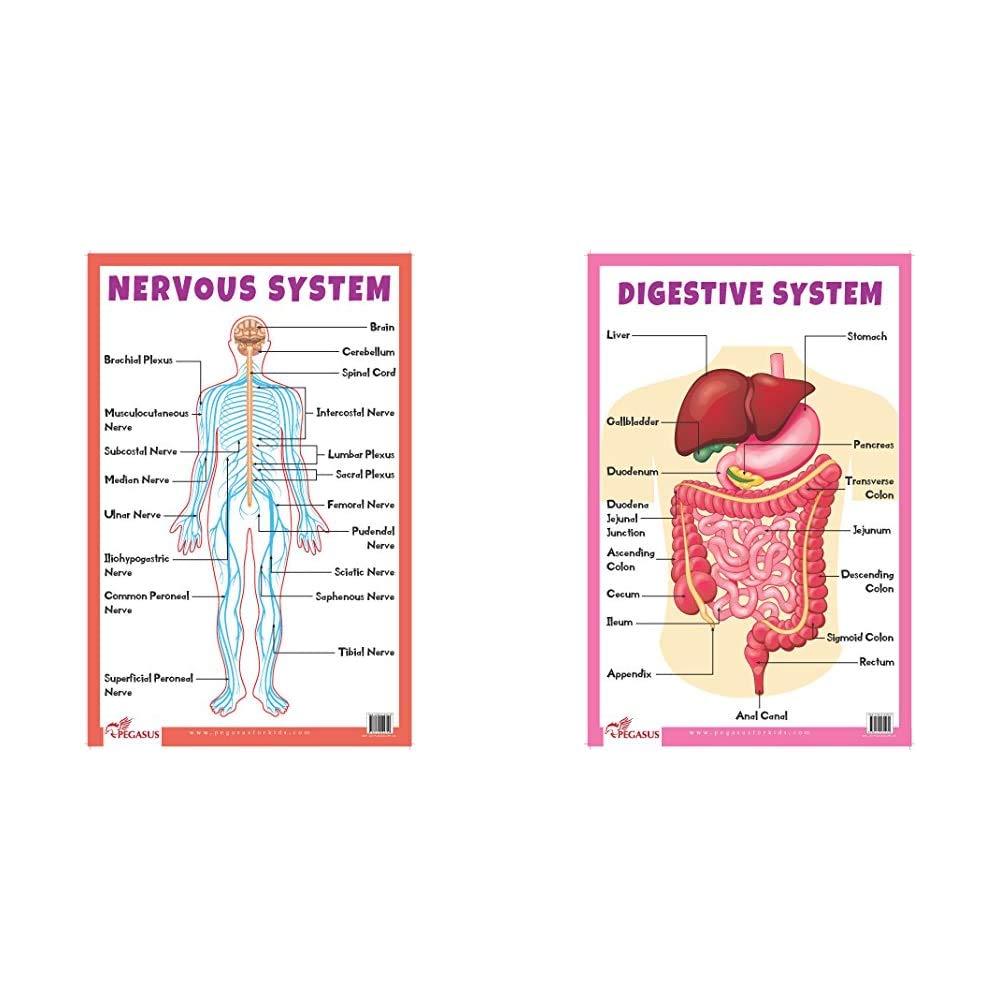 Buy Nervous System - Thick Laminated Primary Chart+Digestive System ...