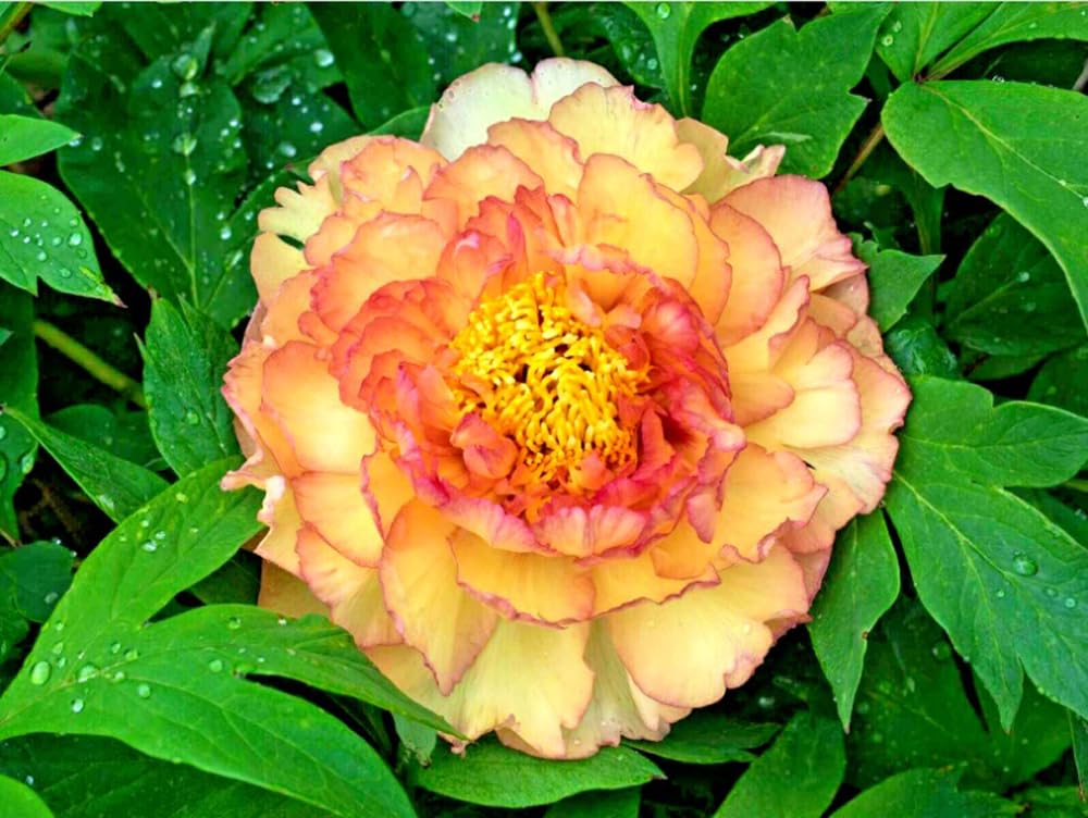 Amazon.com : 10 Light Golden Peony Tree Seeds Paeonia Suffruticosa ...