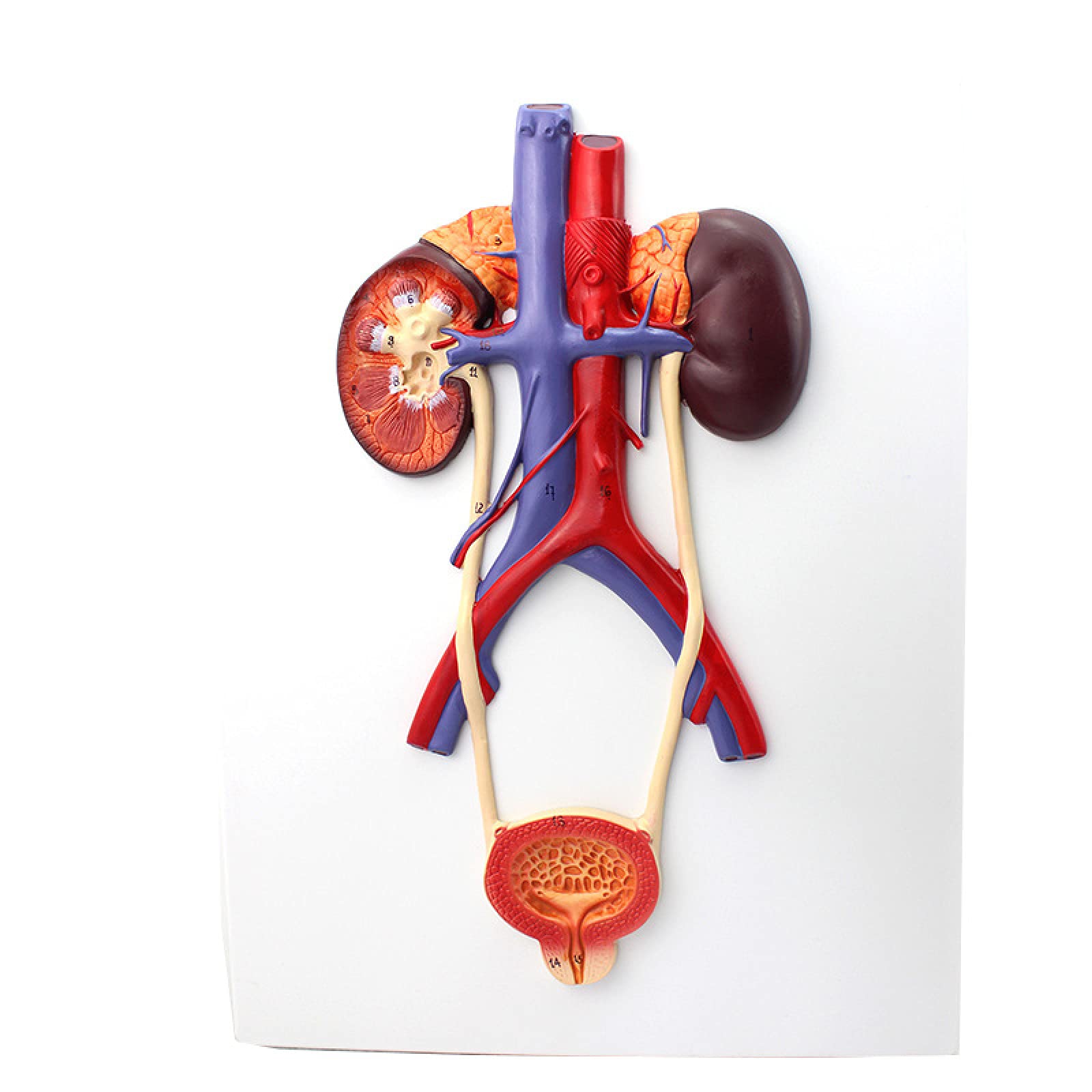 Buy Urinary System Model, Ureter, Bladder, Urethra Model, Renal Anatomy ...