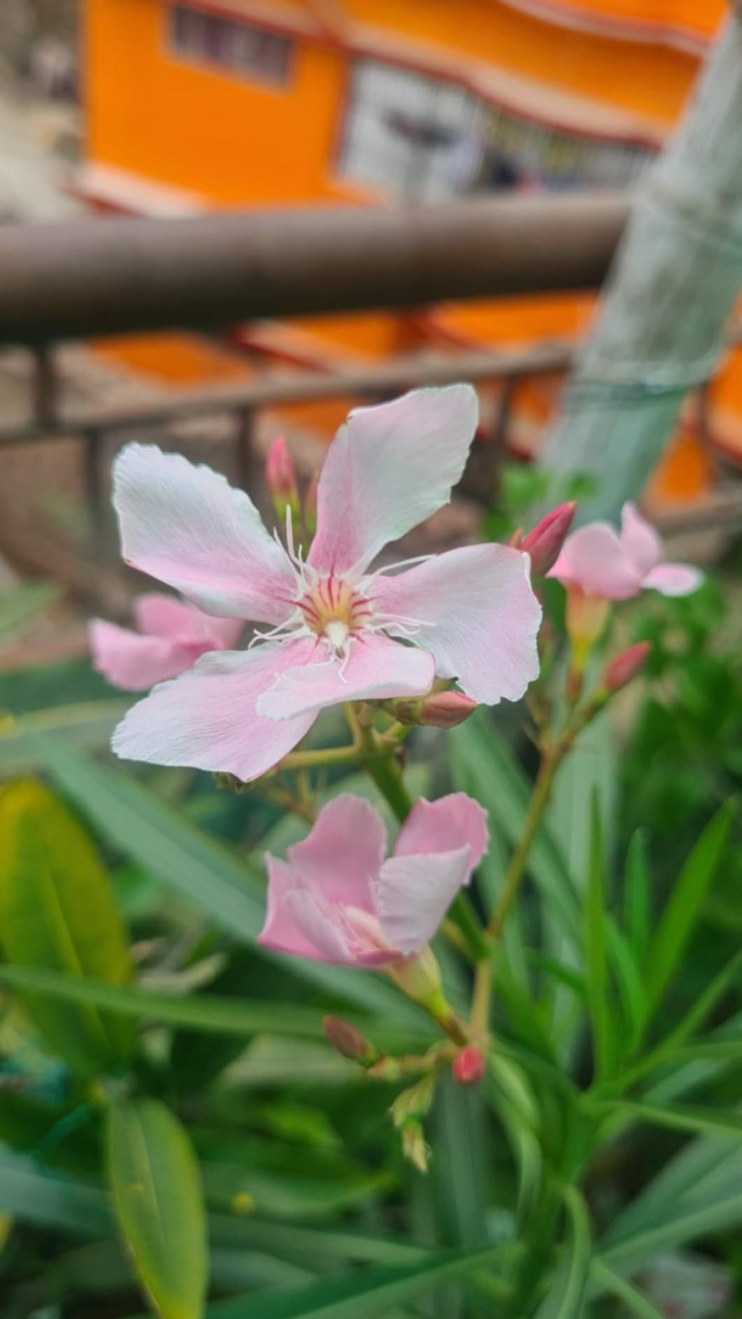 Zixam live Red Kaner plant : Amazon.in: Garden & Outdoors