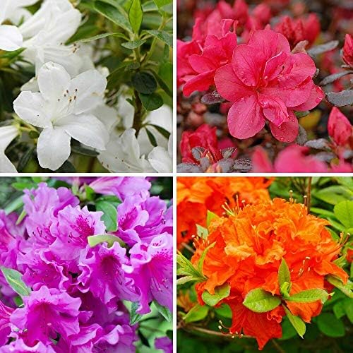 Azalea Potted Plant Collection Hardy Evergreen Outdoor Compact Dwarf ...