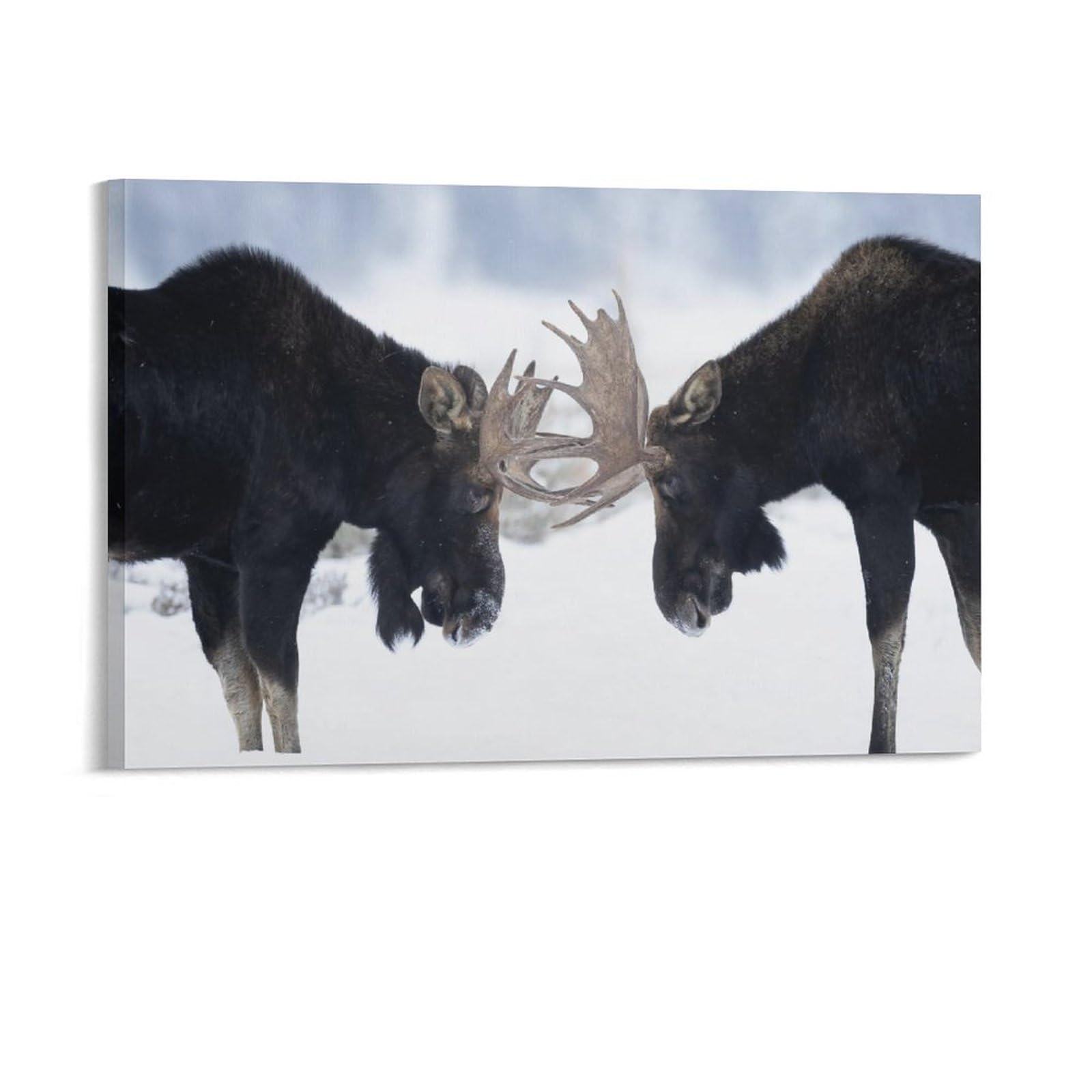 Moose Fighting