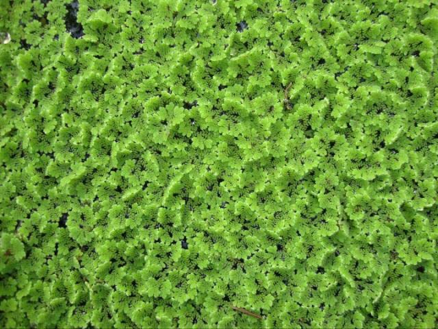 Duckweed plants floating water plant live, Floating duckweed live plant ...
